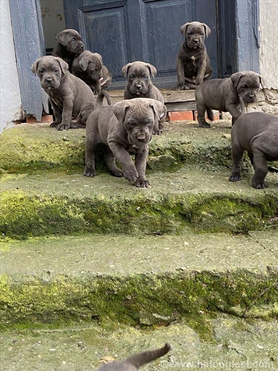 Kane korso | Halo Oglasi