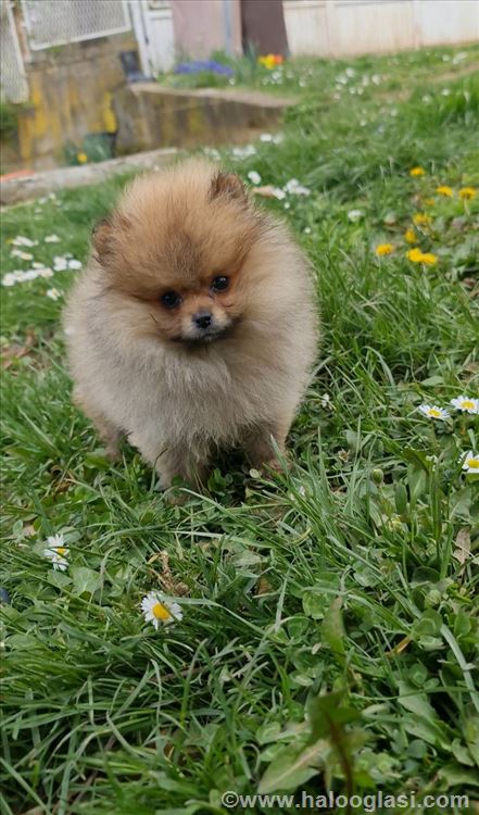Pomeranci, štene, Pomeranian/Boo štenci | Halo Oglasi