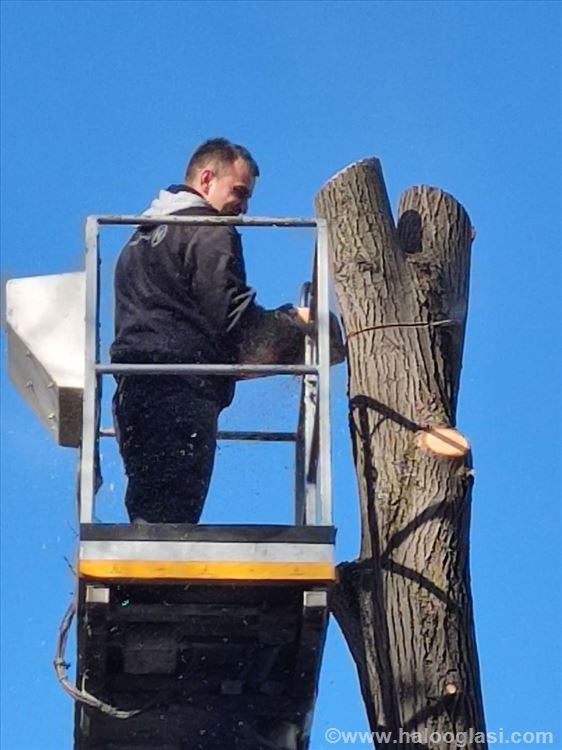 Seca drveća profesionalno | Halo Oglasi