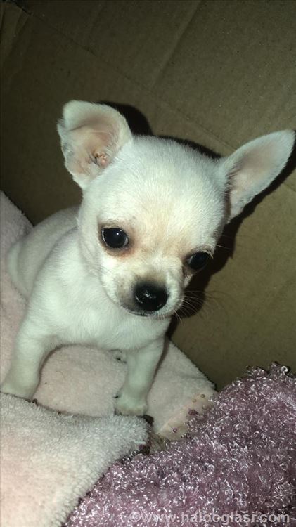 Stene civave | Halo Oglasi