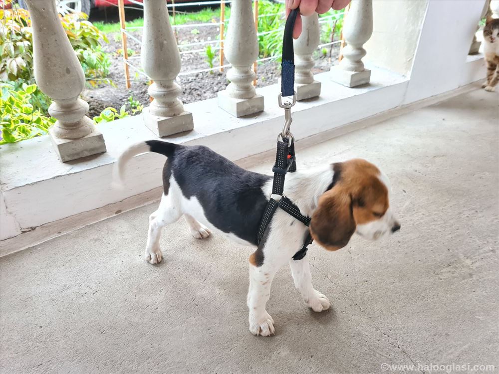 Bigl, štene | Halo Oglasi