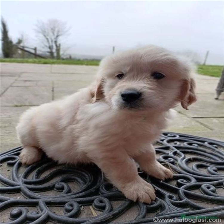 Zlatni retriver, štene | Halo Oglasi