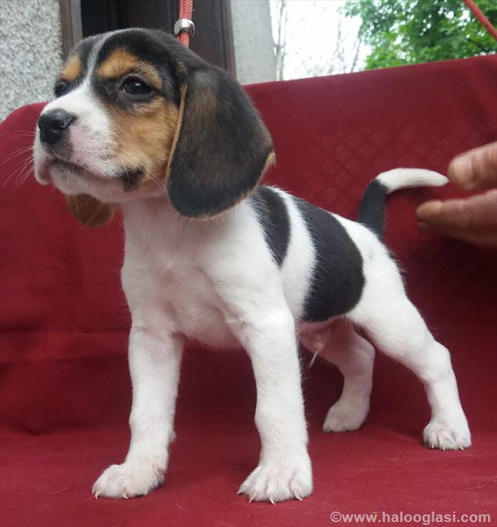 Bigl, štene | Halo Oglasi