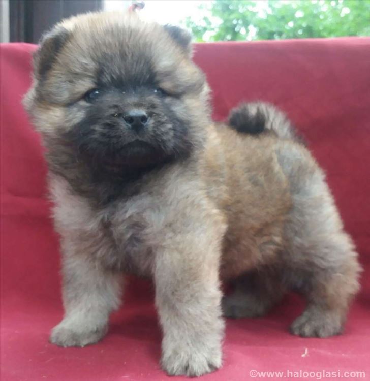 Čau čau štenad | Halo Oglasi