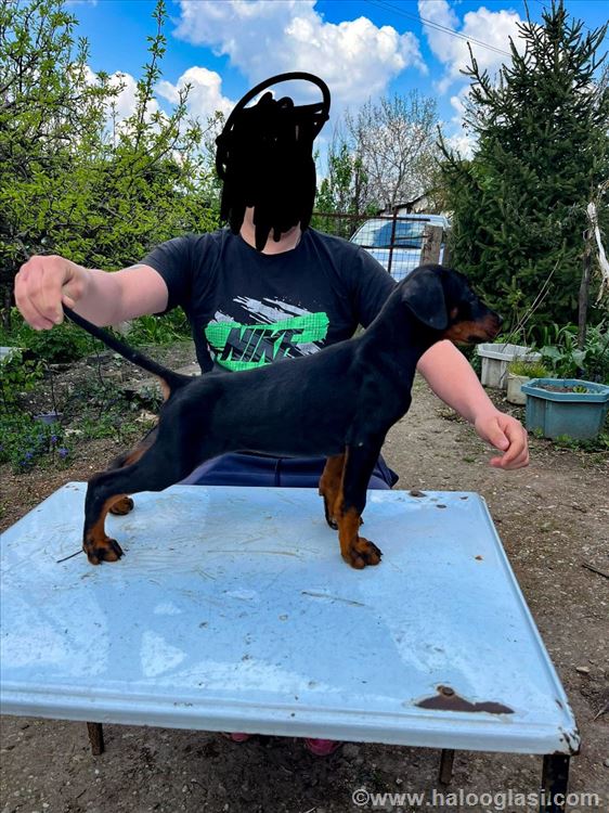 Doberman, štene | Halo Oglasi