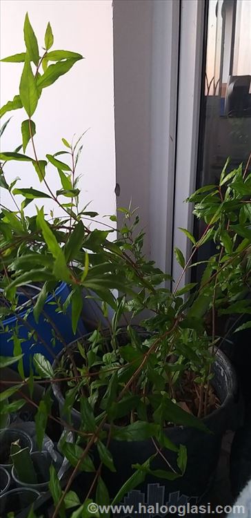 Nar sadnice dvogodisnje | Halo Oglasi