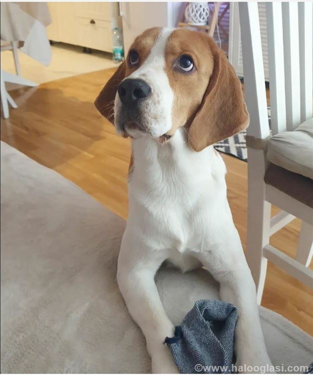 Bigl, mlad pas | Halo Oglasi