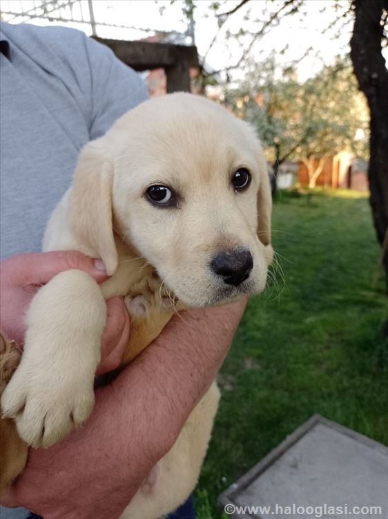 Labrador retriver, štene | Halo Oglasi