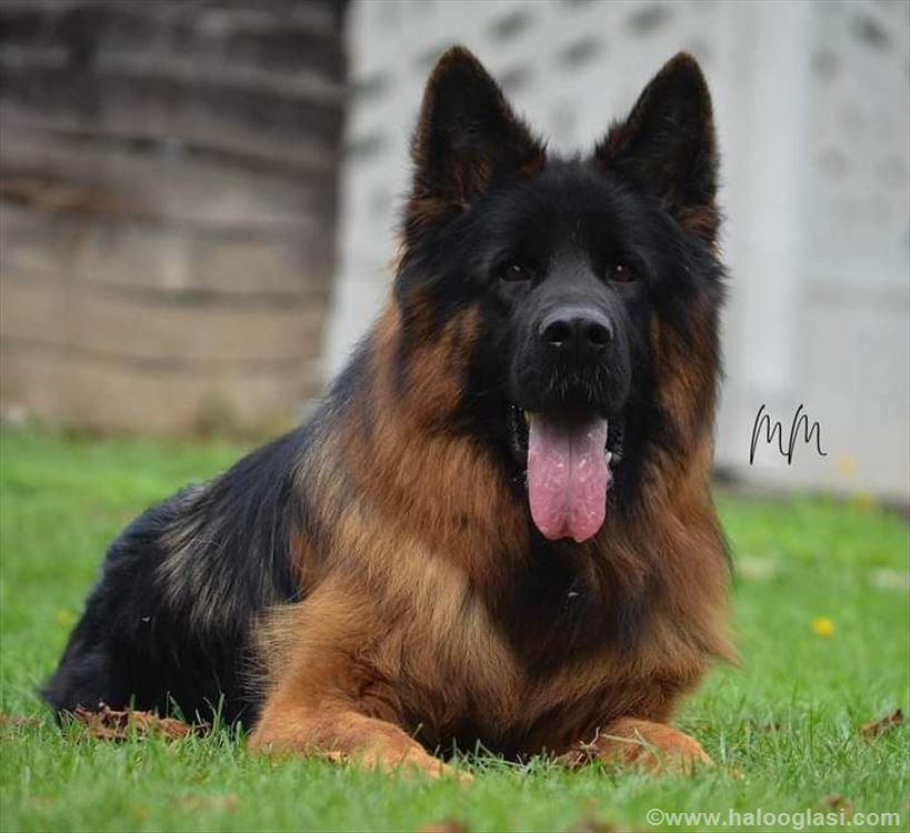 Nemački ovčar, štene | Halo Oglasi