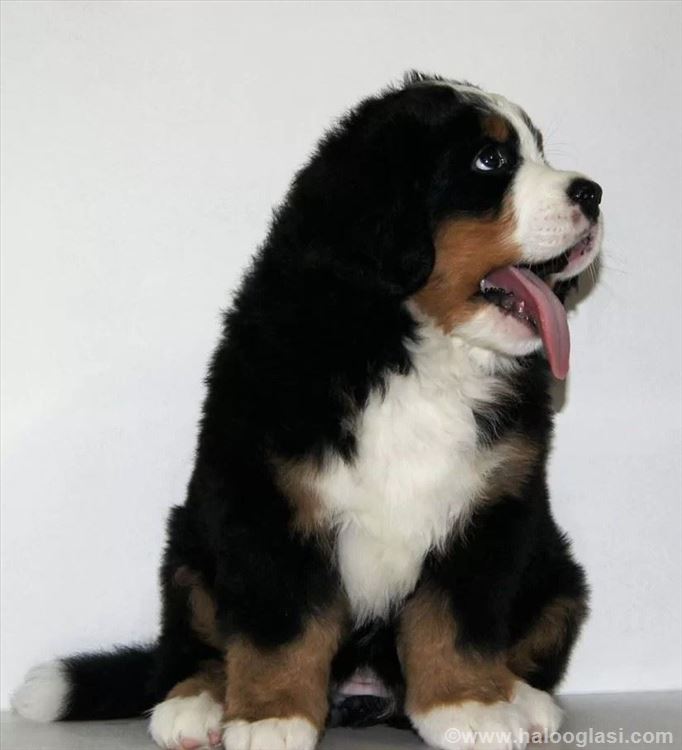 Bergamski pastirski pas, štenci | Halo Oglasi