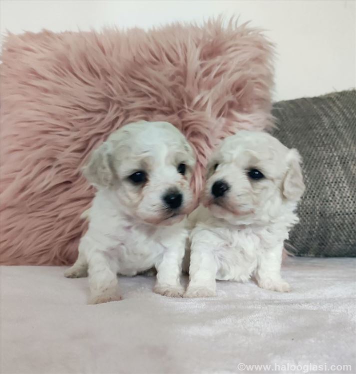 Kovrdžavi bišon, štene | Halo Oglasi