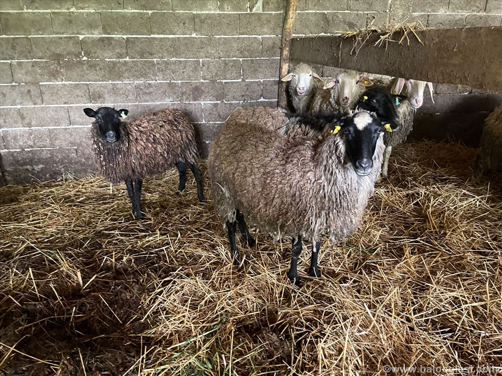 Vitember i Romanovske ovce | Halo Oglasi