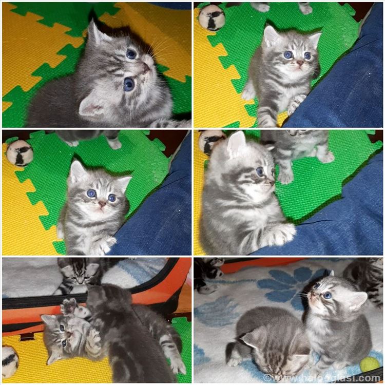 Britanska kratkodlaka, mače Blue silver tabby | Halo Oglasi