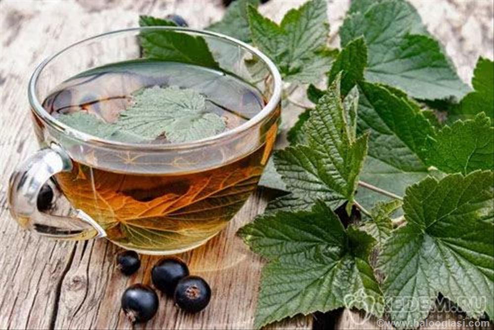 Caj od lista Crne Ribizle | Halo Oglasi