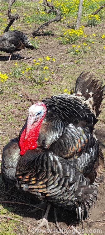 Jaja za nasad Americka Bronzana Curka original | Halo Oglasi