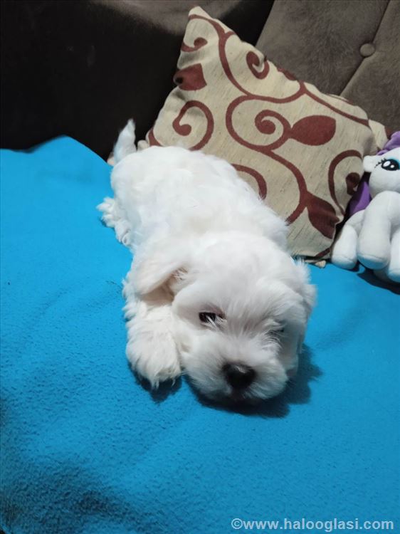 Kovrdžavi bišon, štene | Halo Oglasi