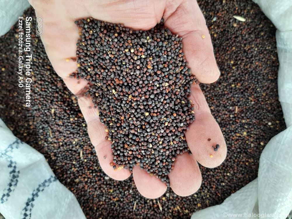 Uljana repica | Halo Oglasi