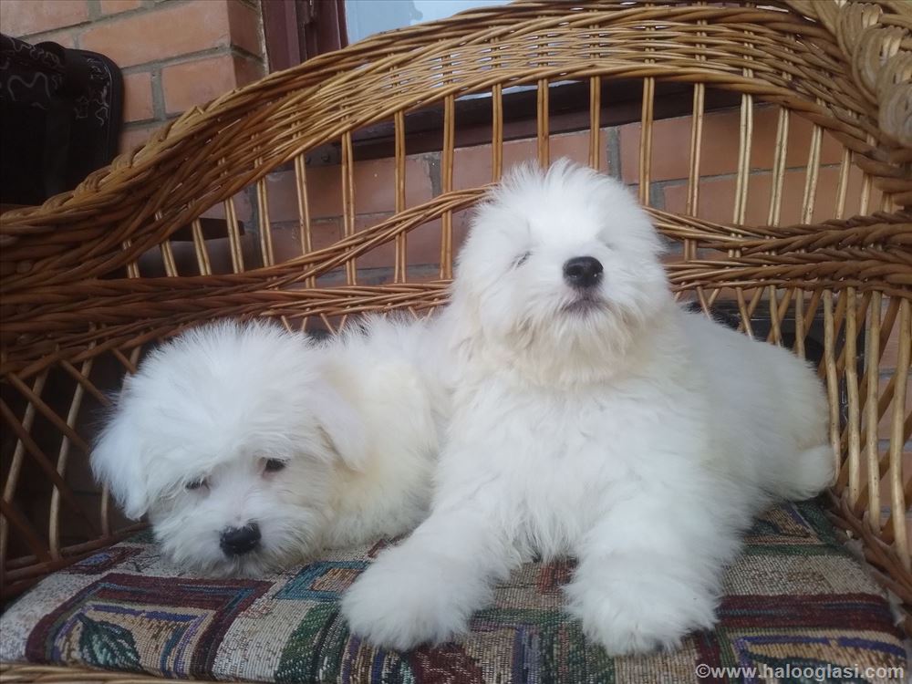 Tulearski pas, štenci | Halo Oglasi