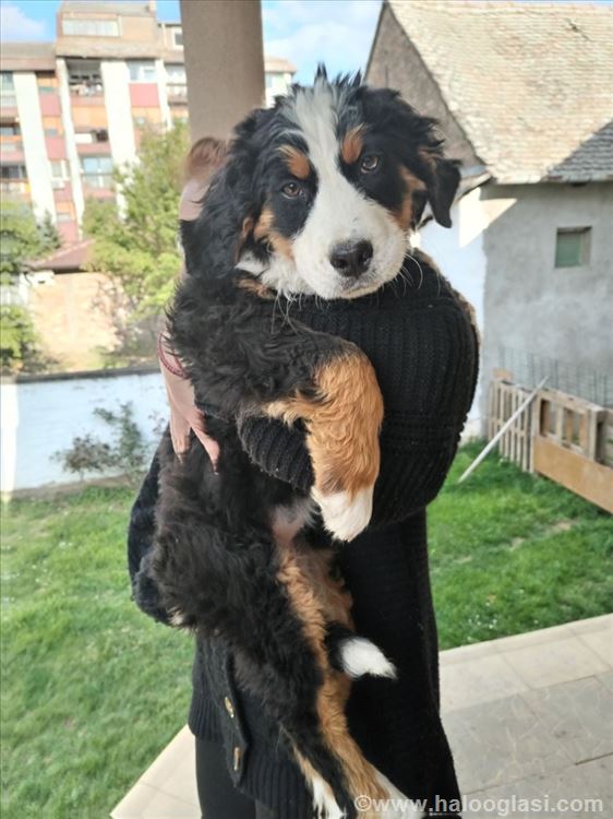 Bergamski pastirski pas, štene | Halo Oglasi