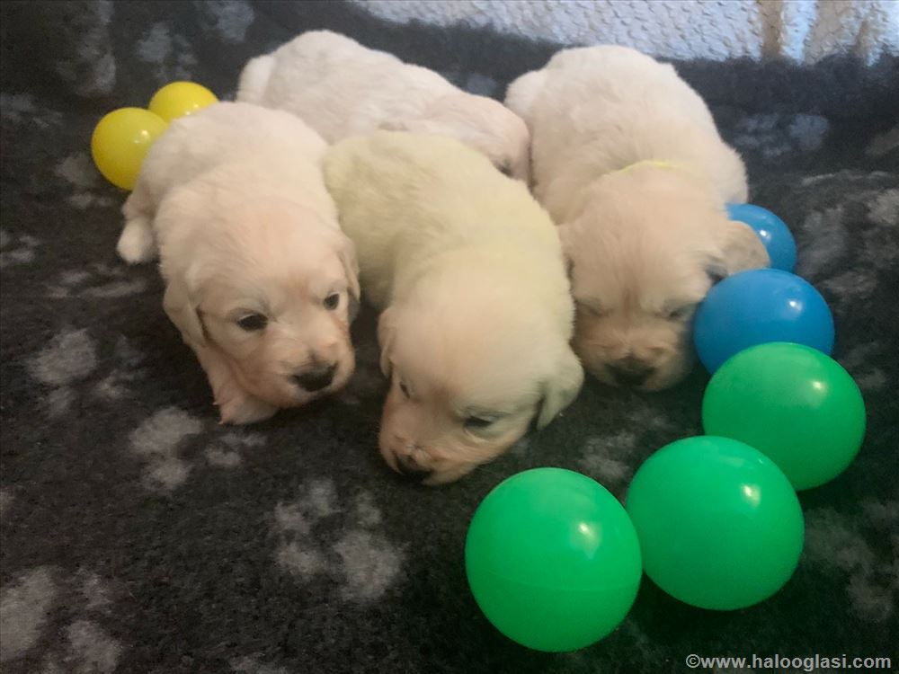 Zlatni retriver, štene | Halo Oglasi
