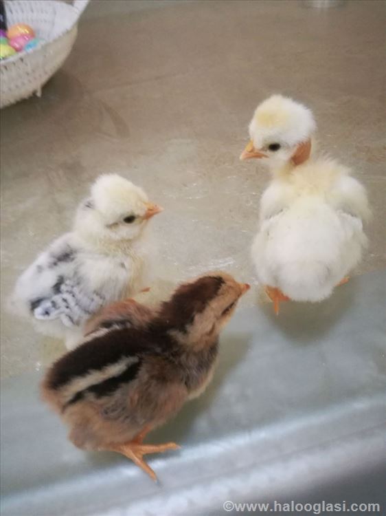 Pilici domaci | Halo Oglasi