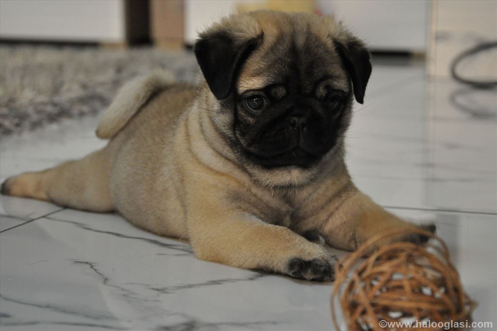 Mops , štene | Halo Oglasi