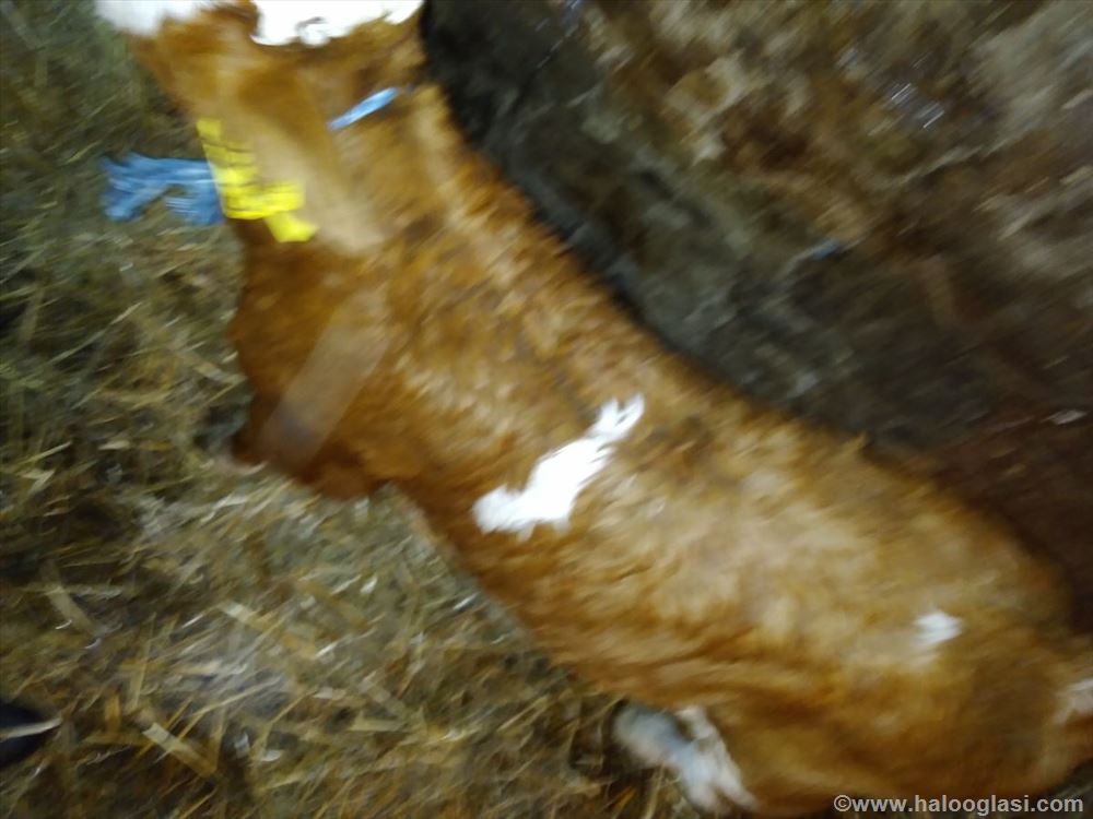 Prodajem muško tele staro 10 dana | Halo Oglasi