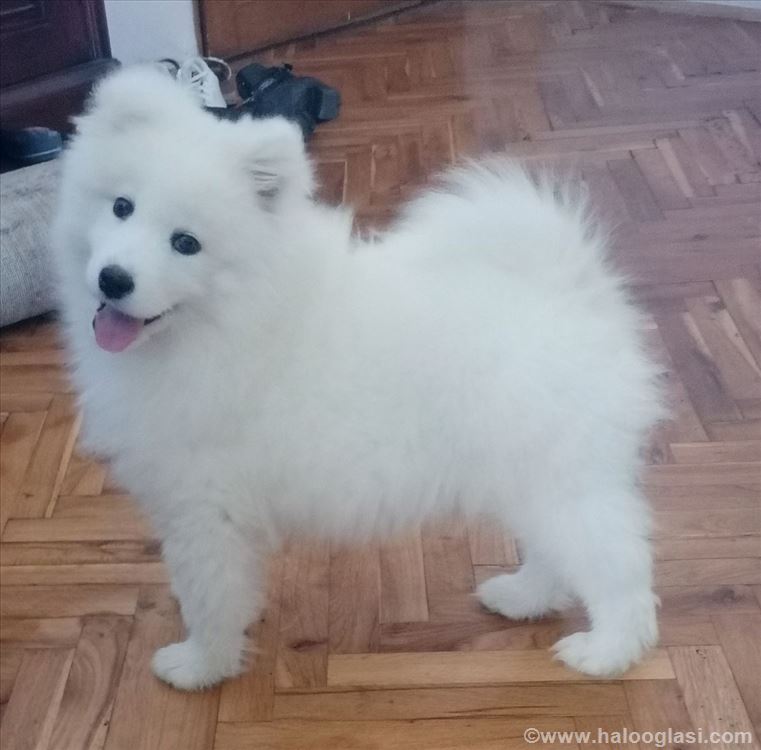 Samojed, štene | Halo Oglasi