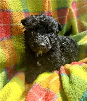 Prodaja pasa i psi na poklon Vojvođanski pulin | Halo oglasi