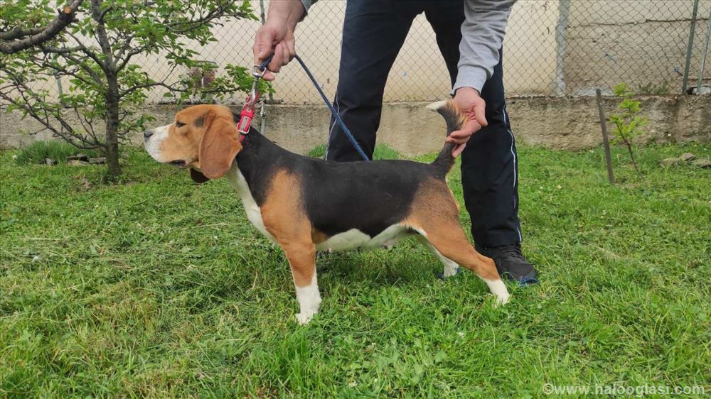 Bigl zenka na prodaju | Halo Oglasi