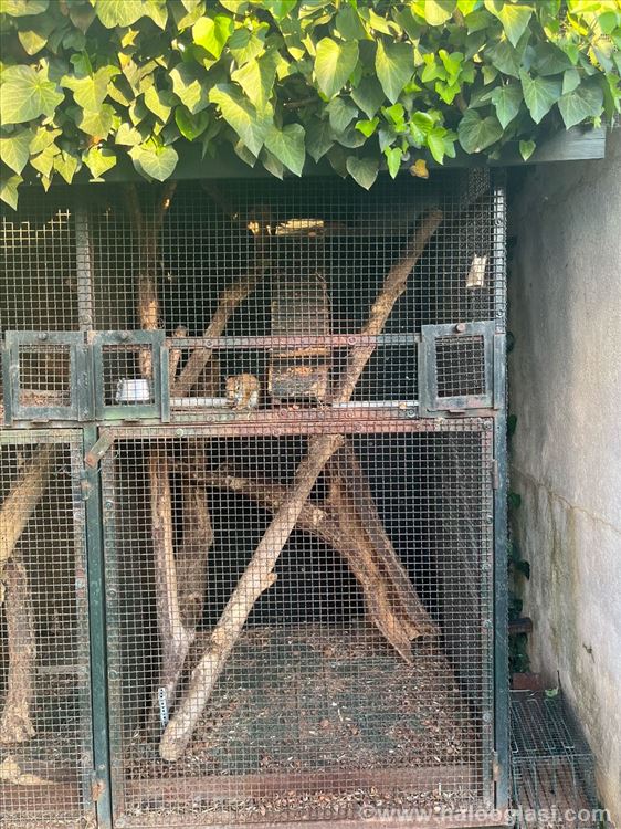 Kanadske ridje veverice | Halo Oglasi