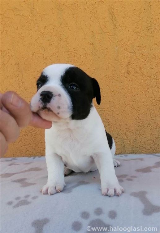 Stafordski Bul Terijer prelepi štenci | Halo Oglasi