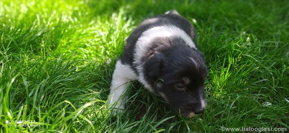 Border koli, štene | Halo Oglasi