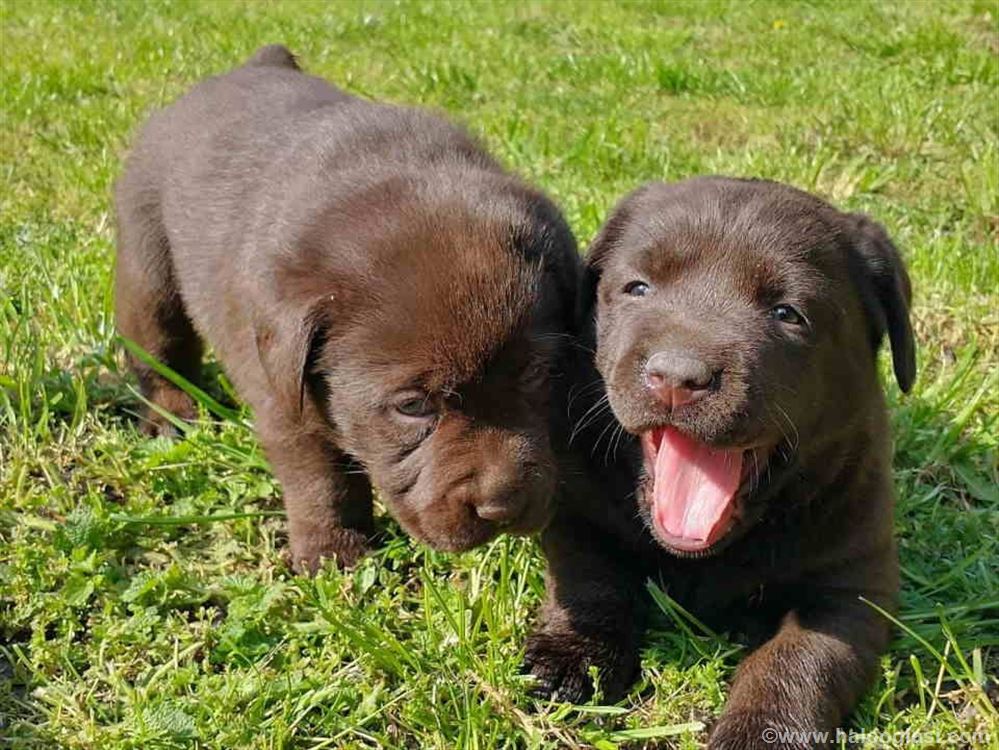 Cokoladni labradori, vrhunskog porekla | Halo Oglasi