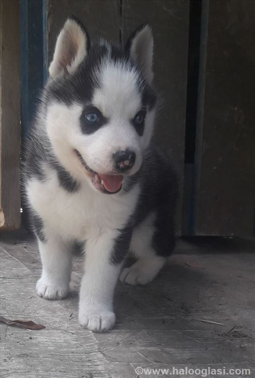 Sibirski haski , plavooko muško štene | Halo Oglasi