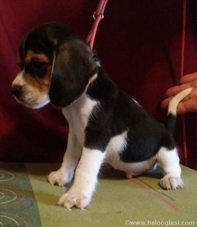 Bigl,vrhunska stenad extra kvaliteta pasos cip Bgd | Halo Oglasi