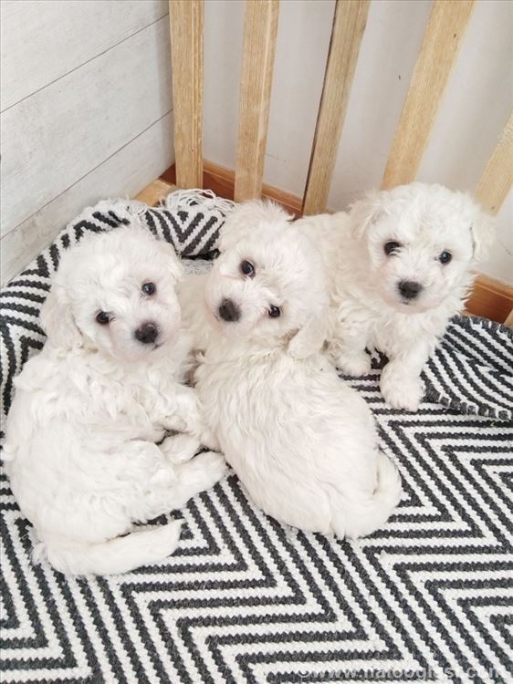 Kovrdžavi bišon, štene | Halo Oglasi