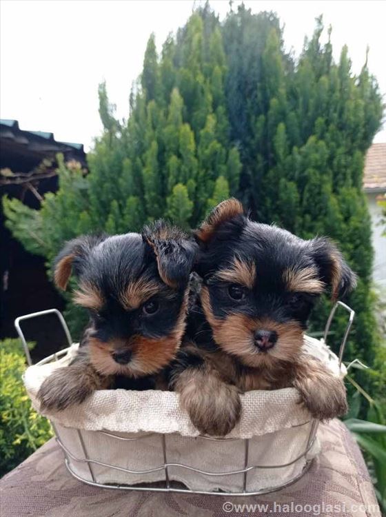 U ponudi Mini Jorksirski terijer stenci | Halo Oglasi