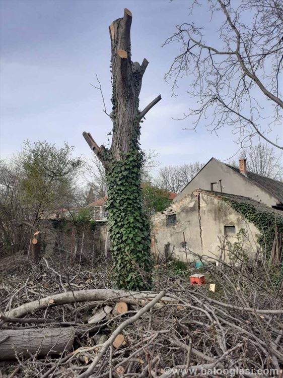 Orahovo stablo | Halo Oglasi