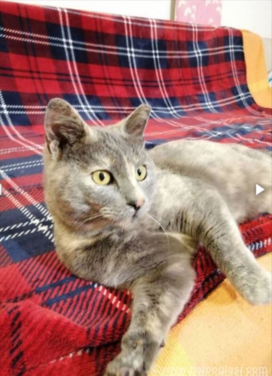 Predivna maca Lara trazi dom | Halo Oglasi