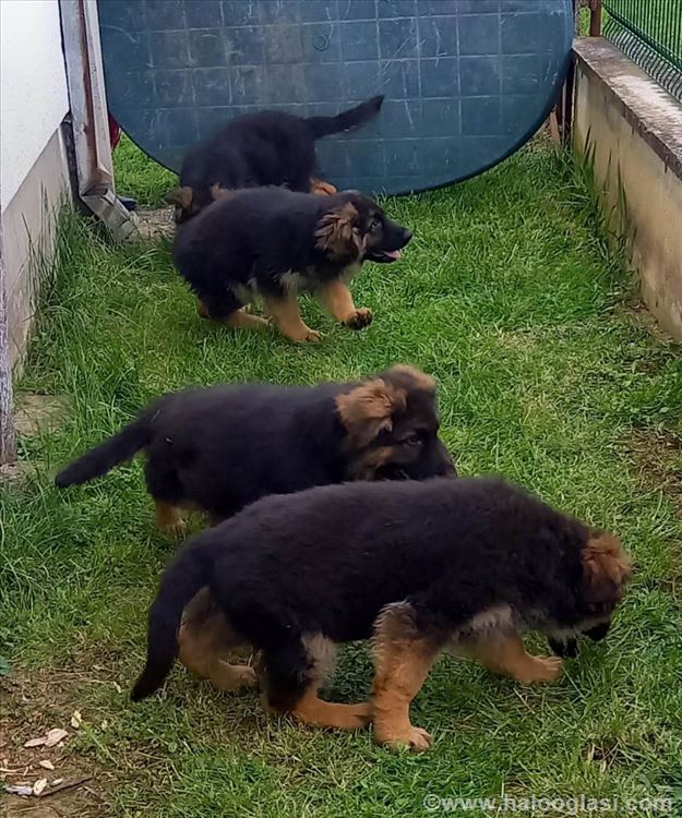 Prodajem štence nemačkog ovčara | Halo Oglasi