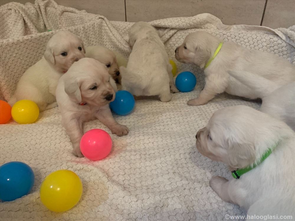 Zlatni retriver, štene | Halo Oglasi