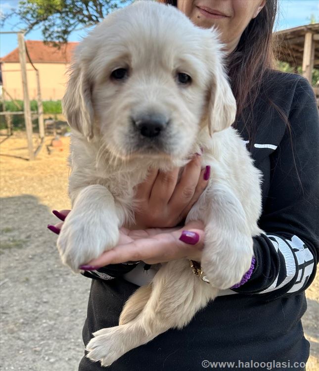 Zlatni retriver, štene | Halo Oglasi