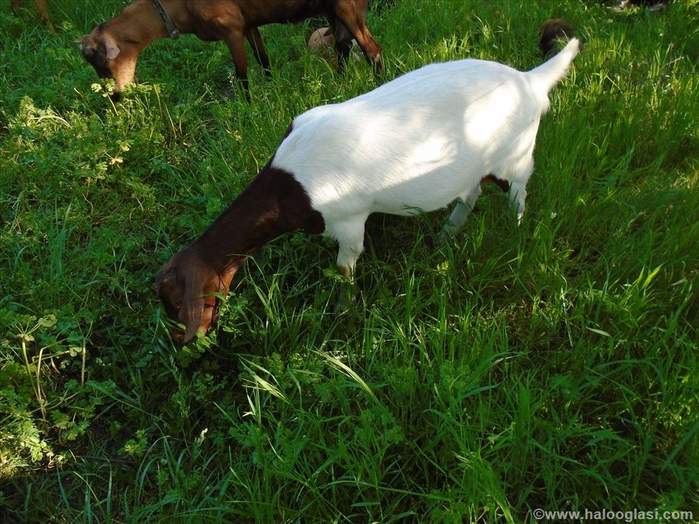 Burska koza | Halo Oglasi