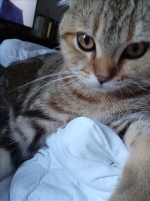 Prodaja mačaka i mačke na poklon Škotski fold mačka | Halo oglasi