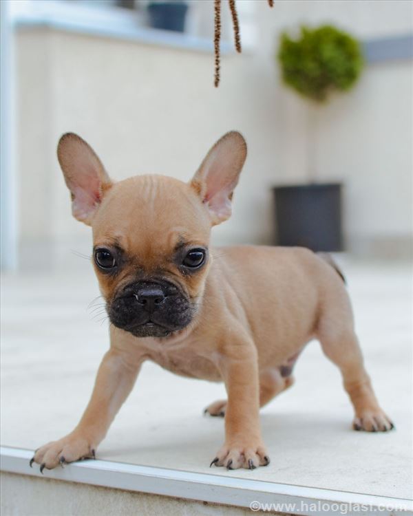Francuski buldog, muško štene | Halo Oglasi