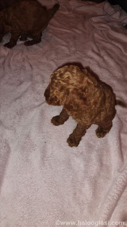 Pudla, stene | Halo Oglasi