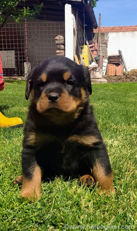 Rotvajler stenci | Halo Oglasi