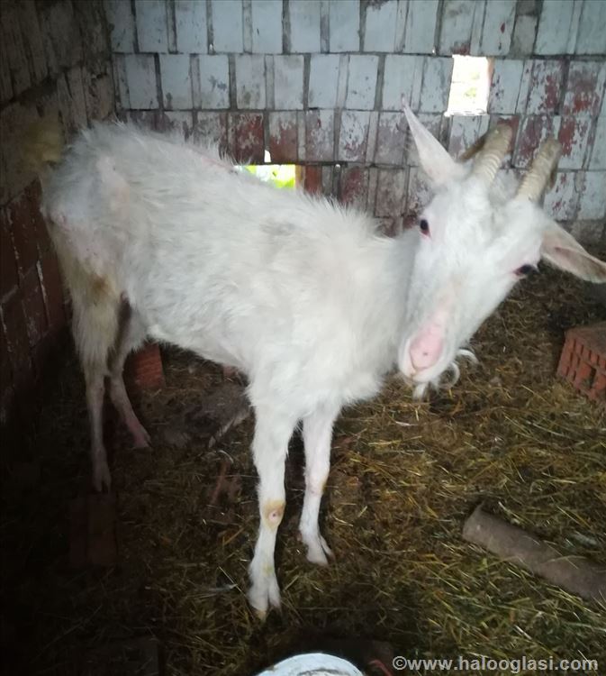 Koza Mladenovac | Halo Oglasi