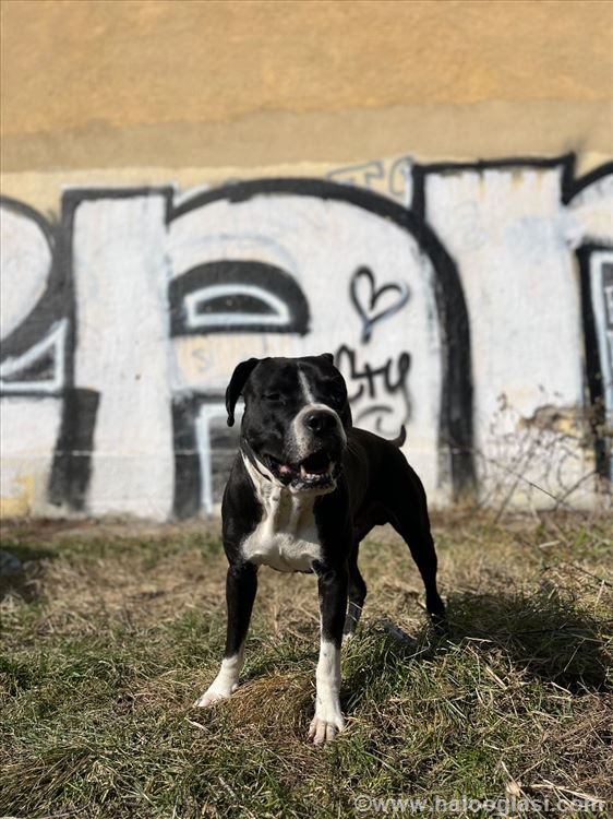 Pit bul terijer, odrastao pas spreman za parenje | Halo Oglasi